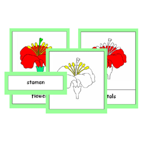 Montessori Parts Of A Flower Cards .pdf File – Absorbent Minds Montessori